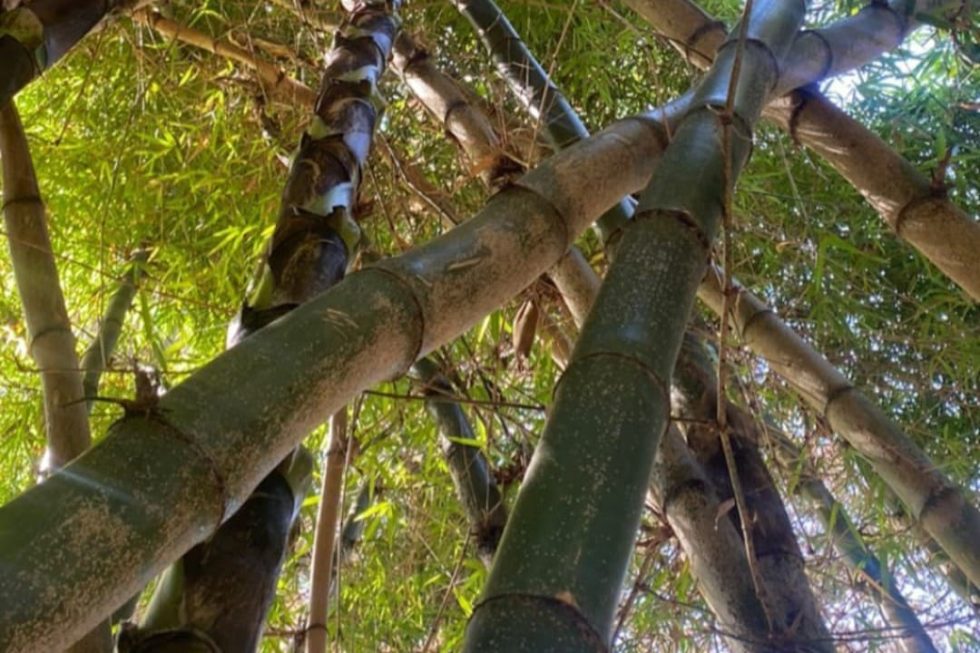 CELEBRA EL DÍA INTERNACIONAL DEL BAMBÚ | STOA